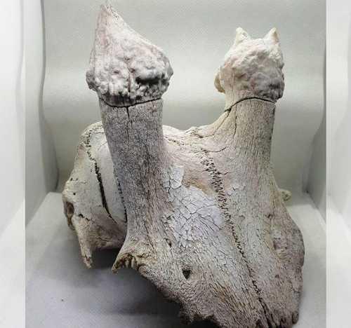 Череп косули