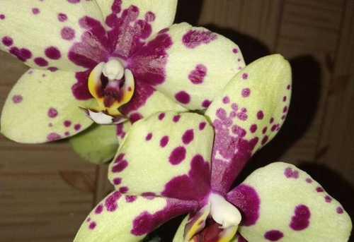 Орхидея скрабл