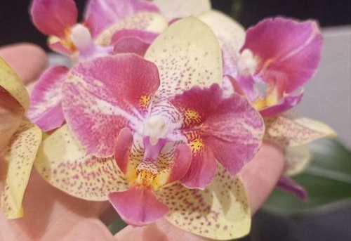 Орхидея фаленопсис бабочка Калейдоскоп
