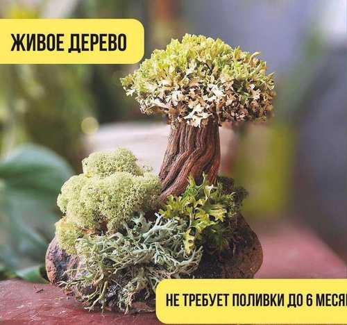 Кашпо с цетрарией