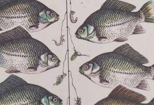 Книга Удачливый рыболов