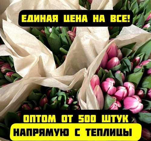 Тюльпаны оптом от производителя