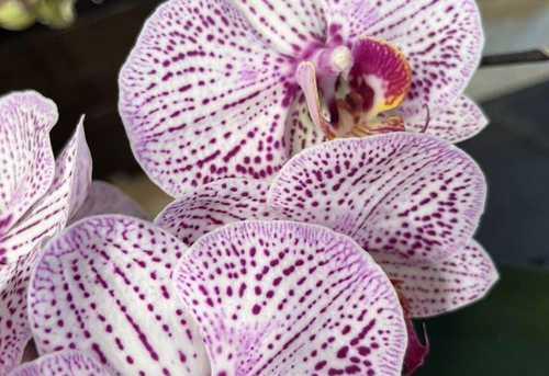 Орхидея фаленопсис Mansion/Dominica