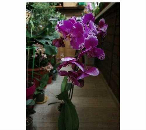 Орхидея фаленопсис-грандифлора Викторио
