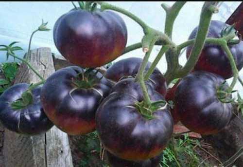 Семена урожайного томата Black Beauty