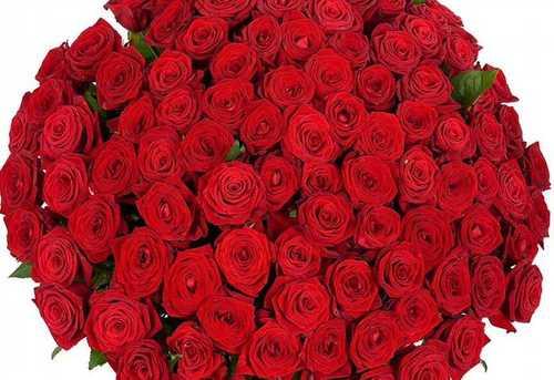 75 красных роз Розы оптом Розы с доставкой