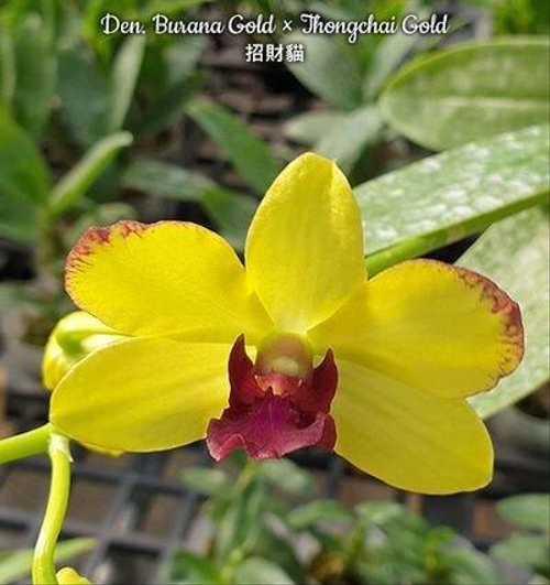 Орхидея Den. Burana Gold Thongchai Gold