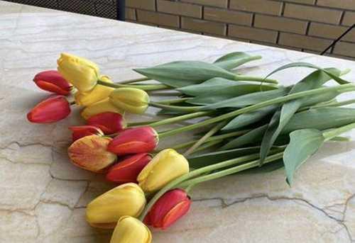 Тюльпаны свежие на срез