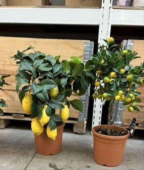 Мандариновое Лимонное дерево Премиум Италия 75 см