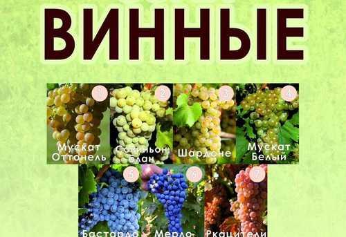 Саженцы винных и столовых сортов винограда