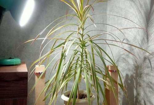 Пальма драцена комнатное растение