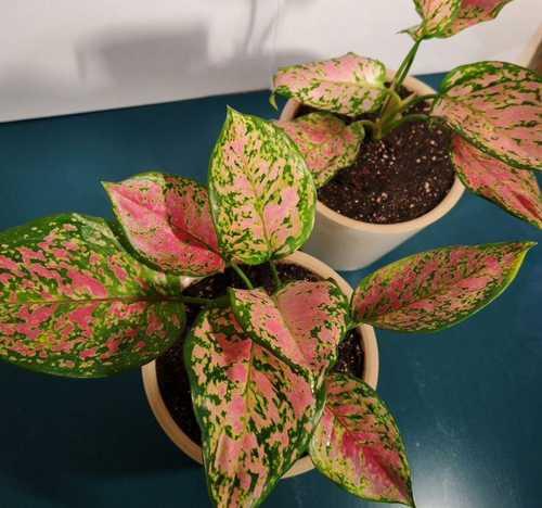 Аглаонема Кримсон Лав Aglaonema Crimson Love