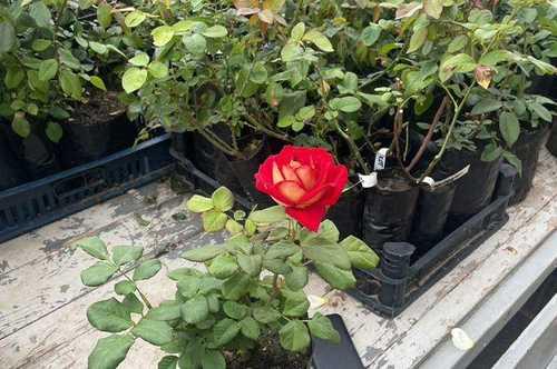 Роза кроненбург