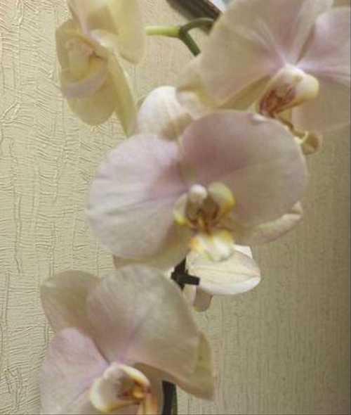 Орхидея африканский закат