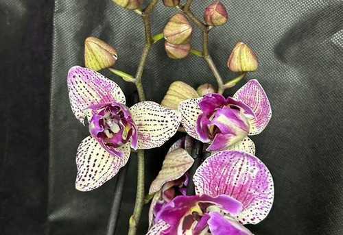 Орхидея фаленопсис фронтера мутант