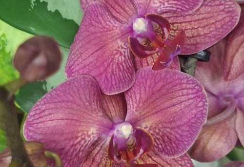 Орхидея фаленопсис Май Тай