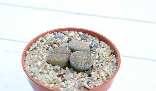 Lithops sp. (Литопс) (SCT28924)