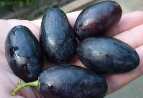 Крупноплодный сорт винограда Велика саженцы