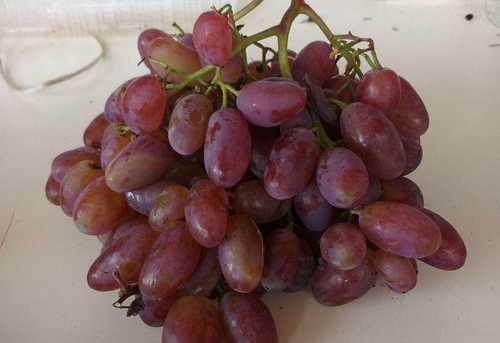 Саженцы винограда Юлиан