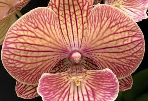 Орхидея Phal. L1395