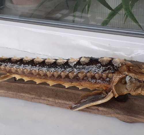 Чучело рыбы