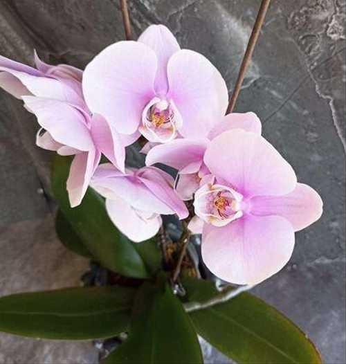 Орхидея фаленопсис Mirage, Азия