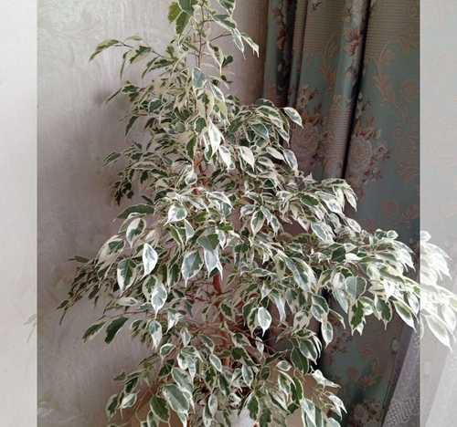 Фикус Бенджамина