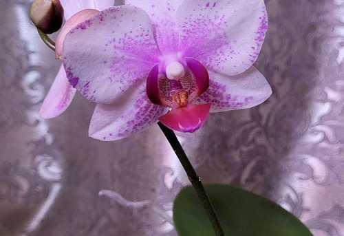 Орхидея фаленопсис