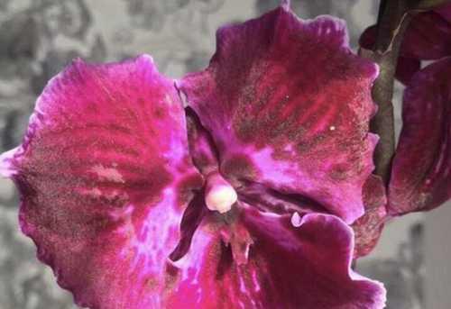 Орхидея фаленопсис биг лип Абба
