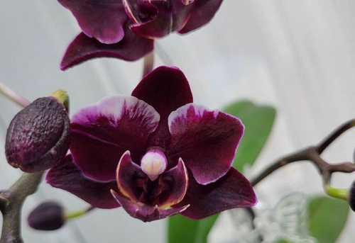 Орхидея фаленопсис Miki Black Angel n444