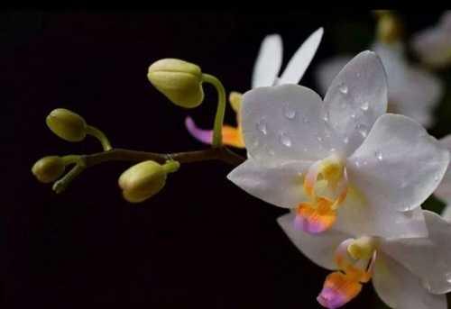 Орхидея Хатуюки