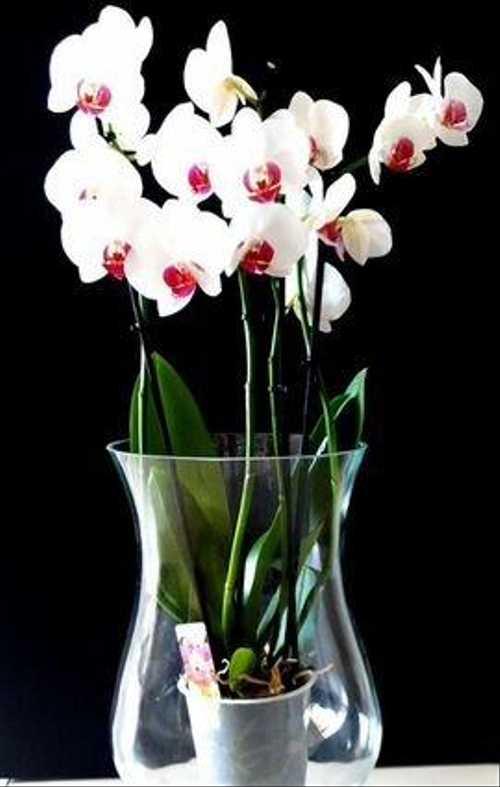 Орхидея фаленопсис в Стекле спб 964171