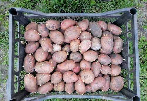 Семенной картофель