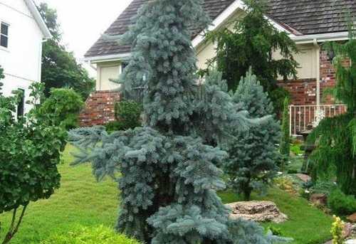 Ель колючая Глаука Пендула Picea pungens Glauca Pe