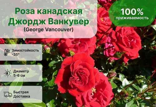 Канадская роза Джордж Ванкувер