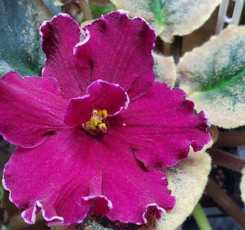 Сортовые фиалки