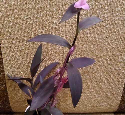Сеткреазия пурпурная (традесканция фиолетовая)