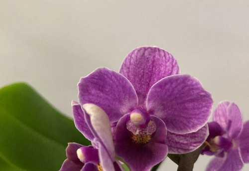 Орхидея Violet Queen