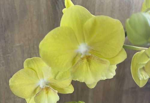 Орхидея фаленопсис лимончелло