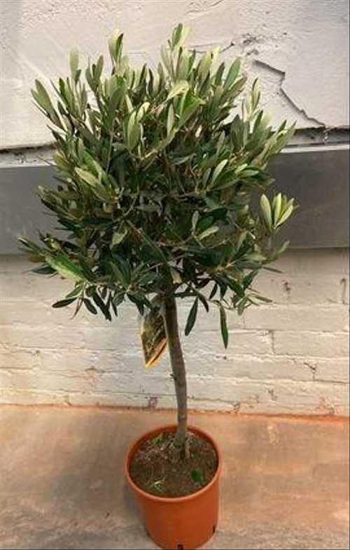 Оливковое дерево Премиум / Олива 110 см