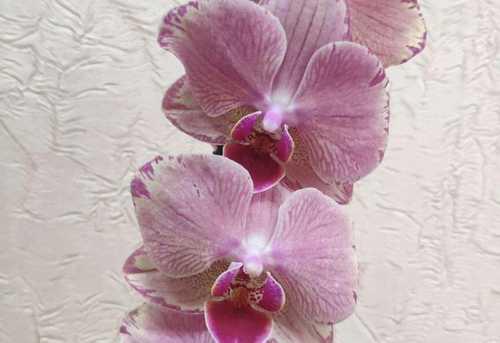 Орхидея фаленопсис Пират Пикоти