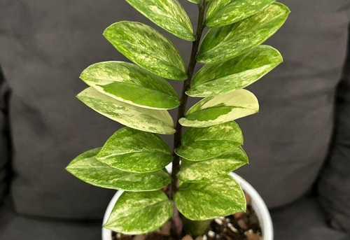 Zamioculcas zamiifolia black yellow variegated