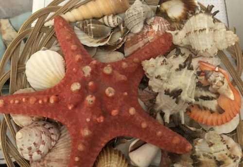 Набор ракушек с натуральной морской звездой