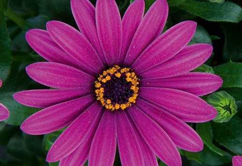 Остеоспермум flower power purple черенки вегетатив