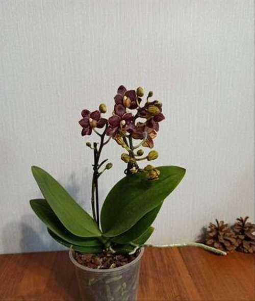 Орхидея фаленопсис мультифлора, 2 ствола
