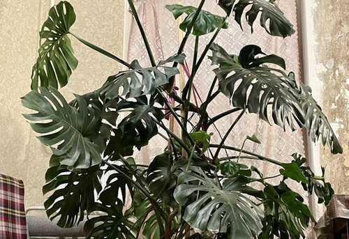 Тропическое растение Монстера, комнатное дерево