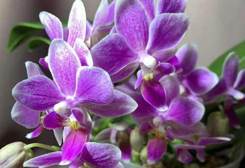 Цветущая орхидея Шангрила