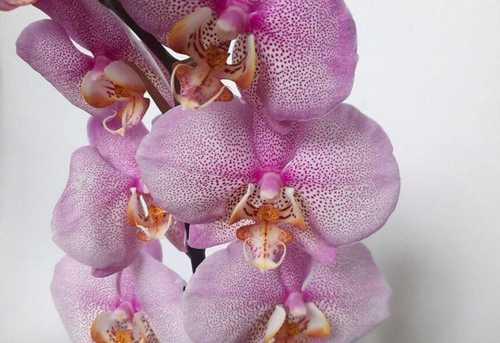 Орхидея Манхетен