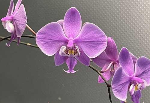 Орхидея phal. schilleriana
