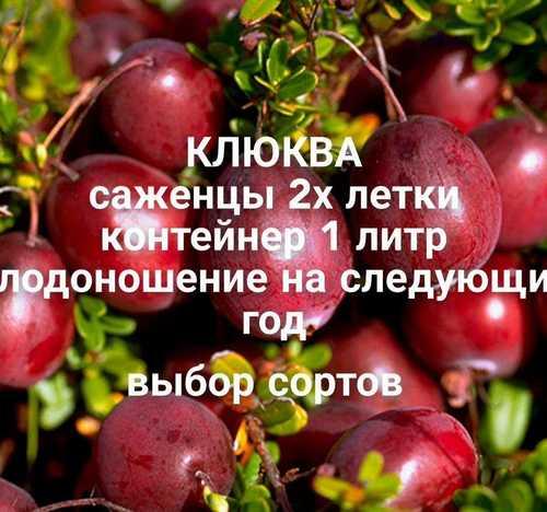 Клюква, брусника саженцы зкс